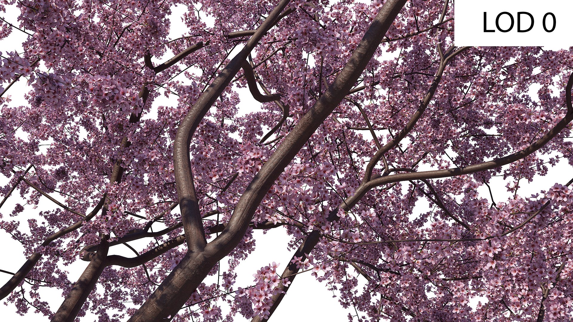 Sakura High Poly 07 3D Model - TurboSquid 2436824