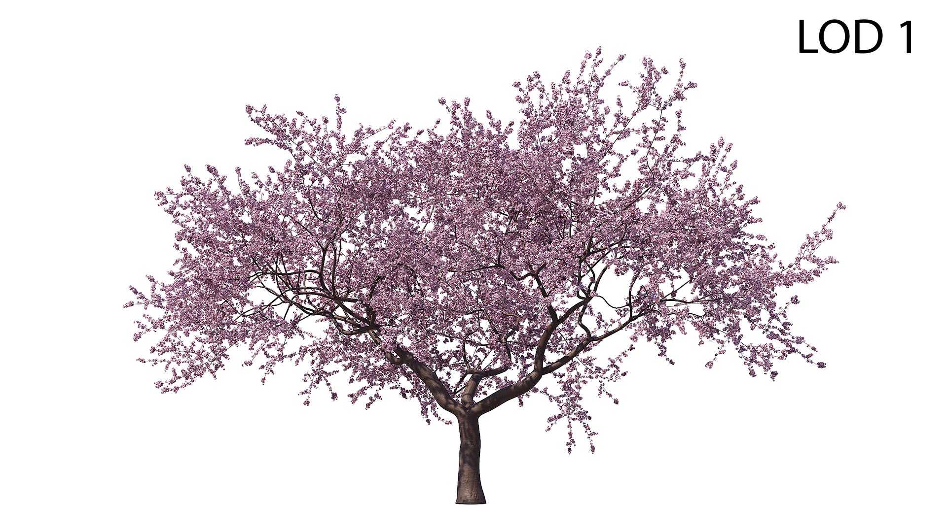 Sakura High Poly 07 3D Model - TurboSquid 2436824