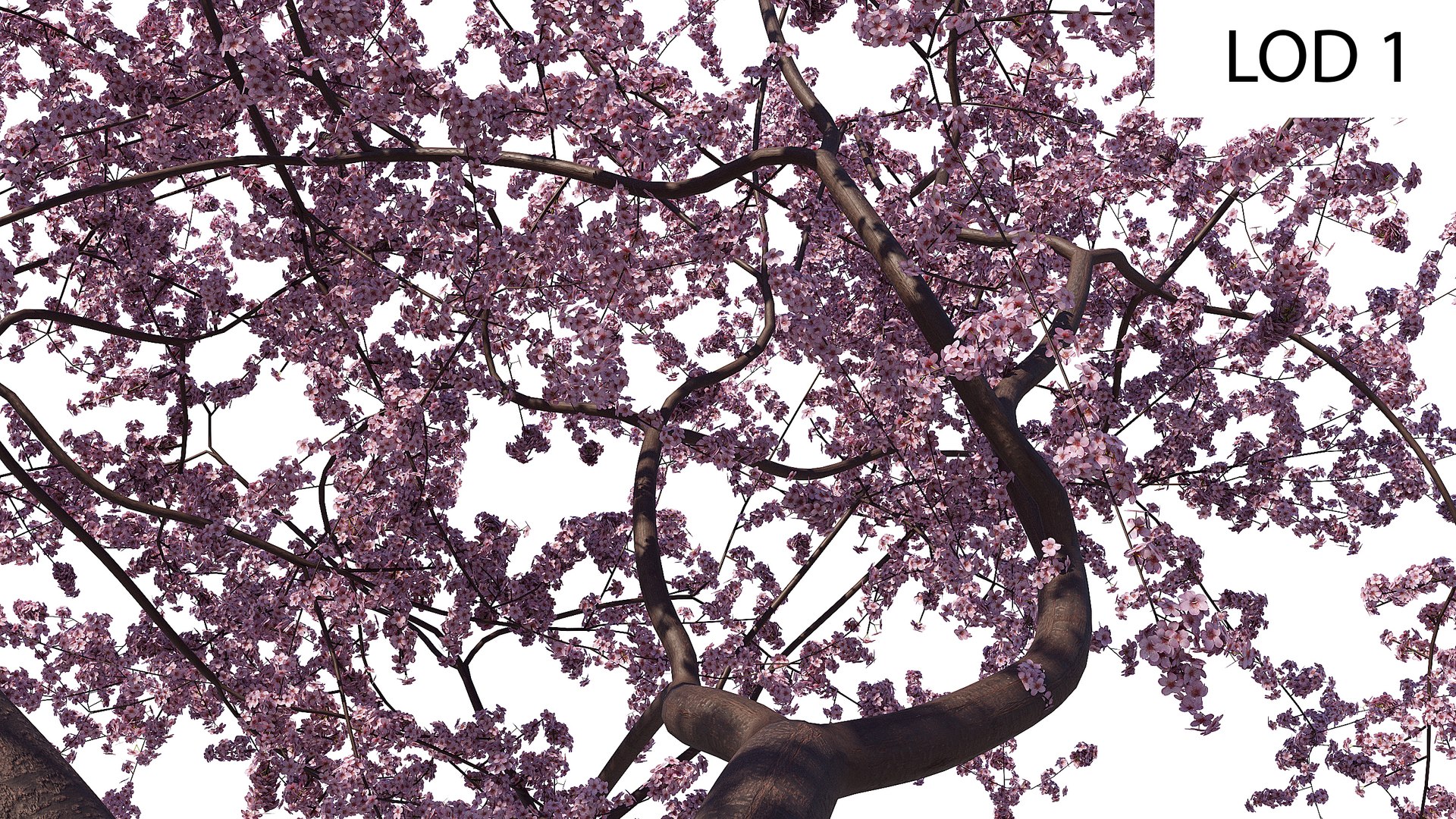Sakura High Poly 07 3D Model - TurboSquid 2436824