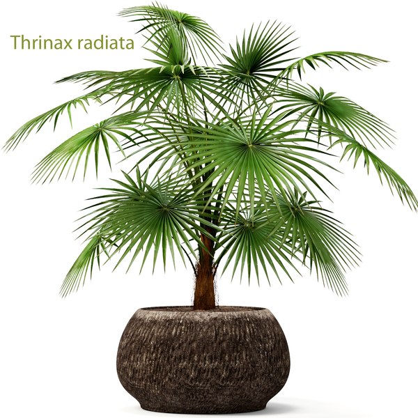 max palm thrinax radiata