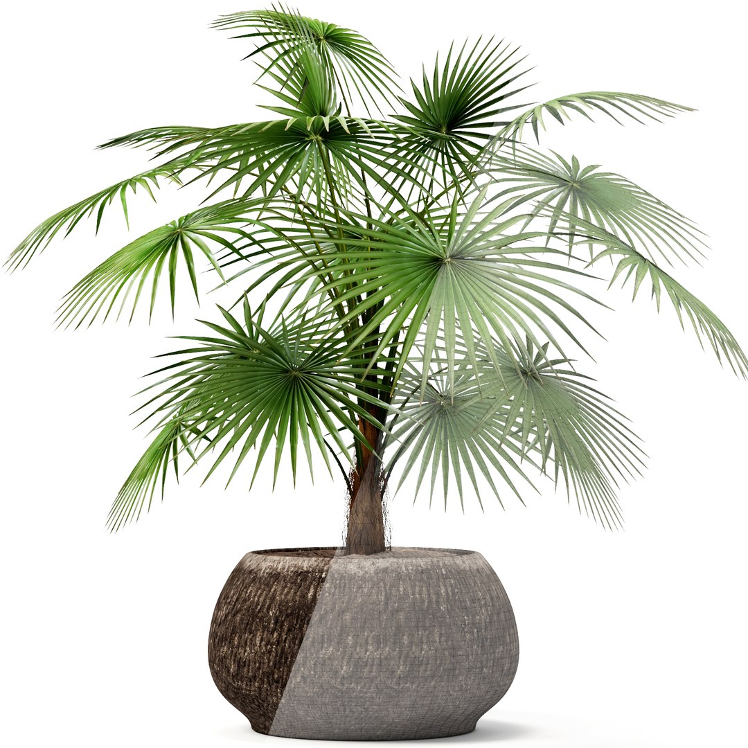 Max Palm Thrinax Radiata