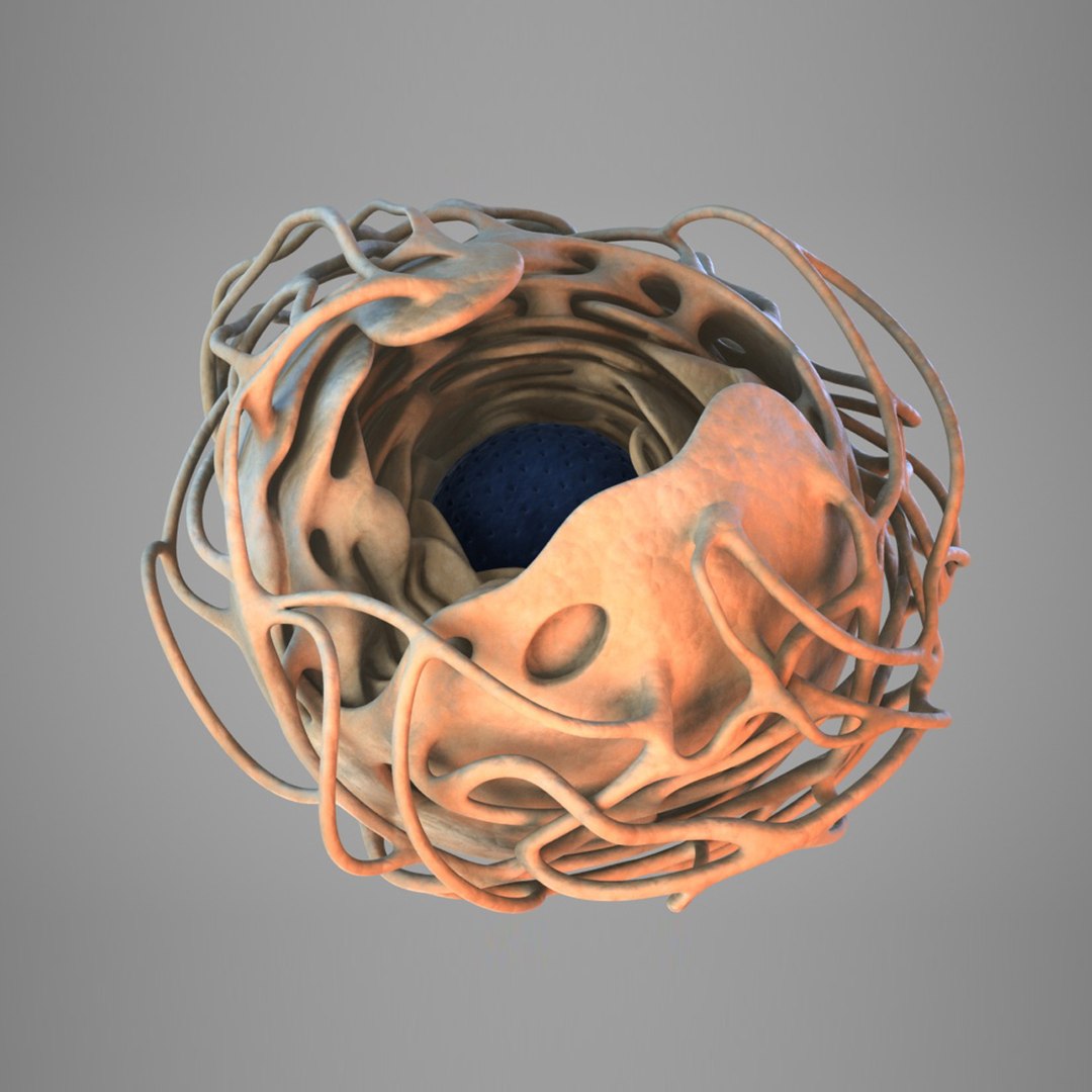 3D Cell Nucleus - TurboSquid 1171434