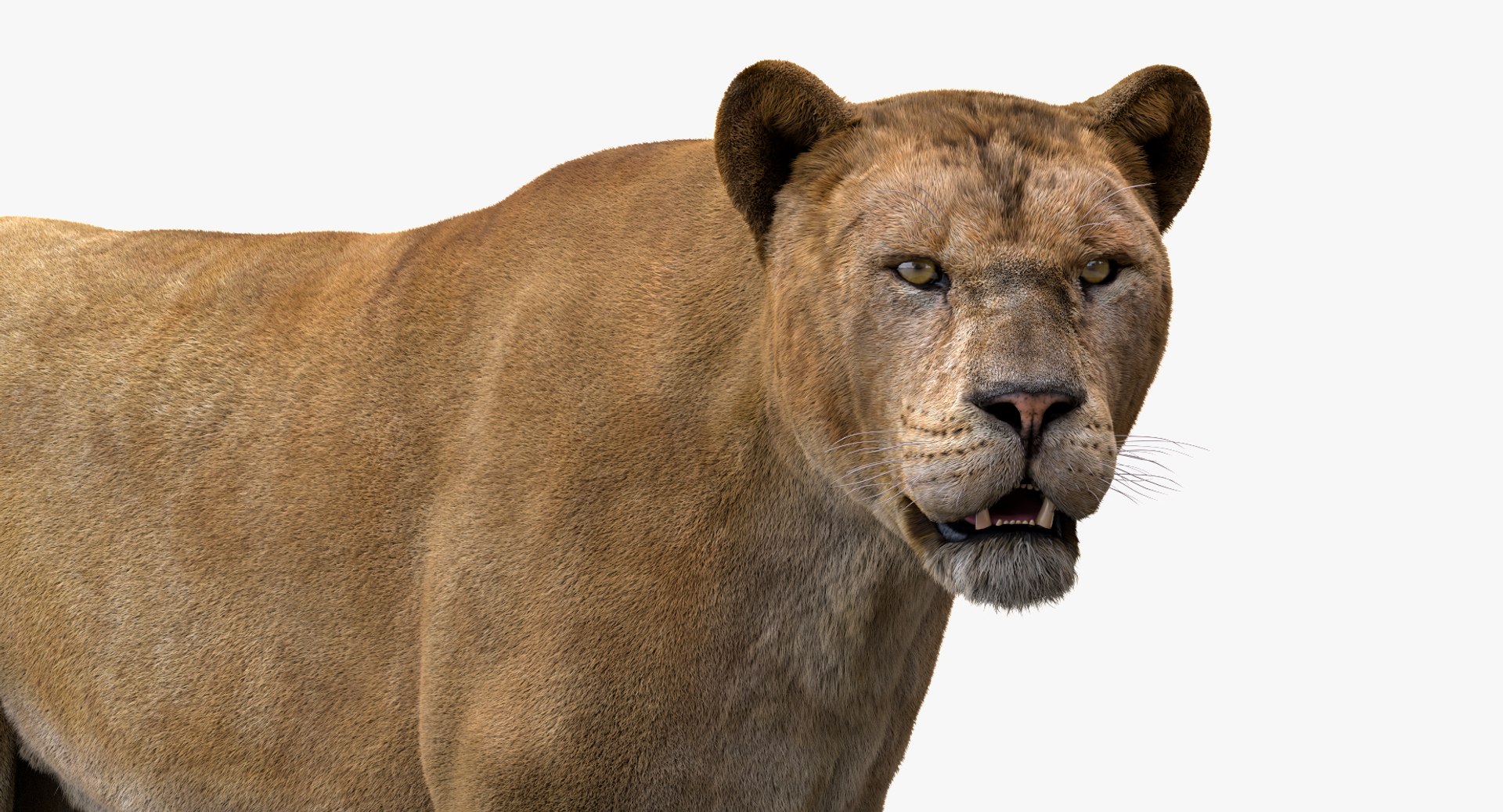 3D Lioness Rigged FUR - TurboSquid 1761948