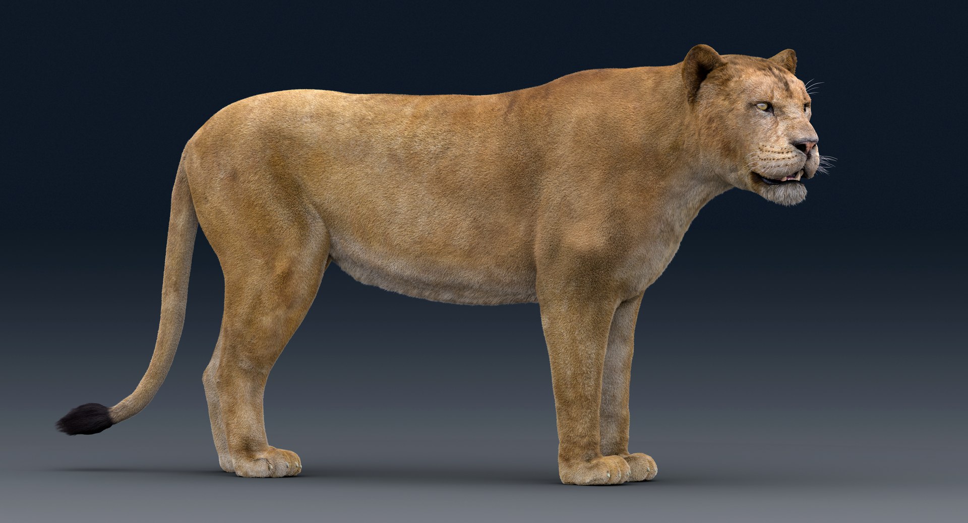 3D Lioness Rigged FUR - TurboSquid 1761948