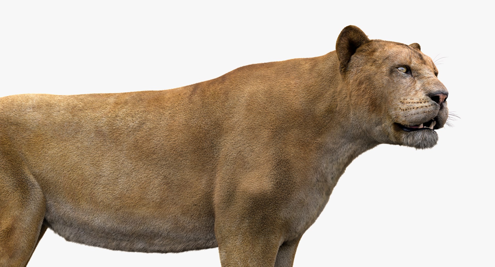 3D Lioness Rigged FUR - TurboSquid 1761948