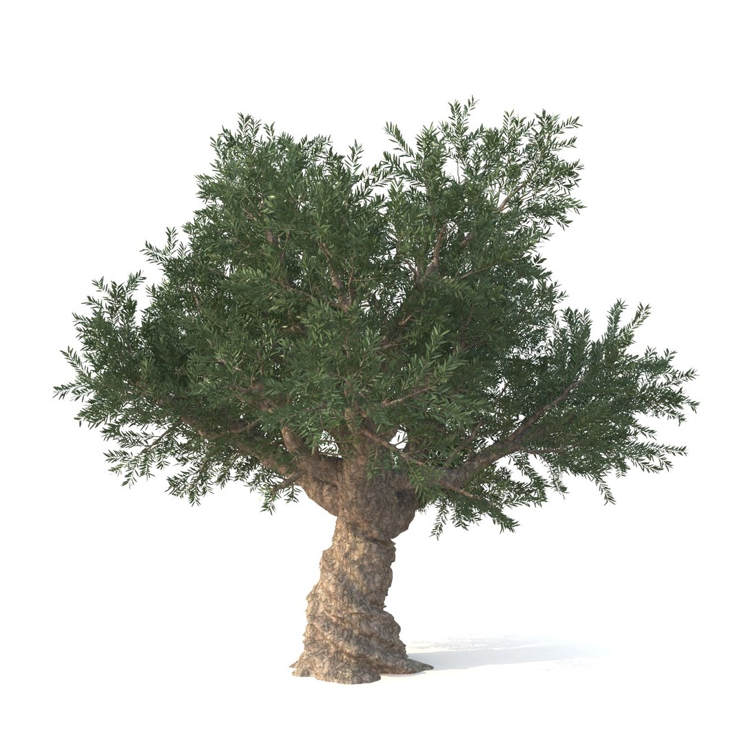 3D Olive Tree Model - TurboSquid 1363596