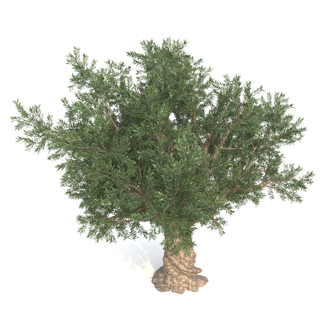 3D Olive Tree Model - TurboSquid 1363596