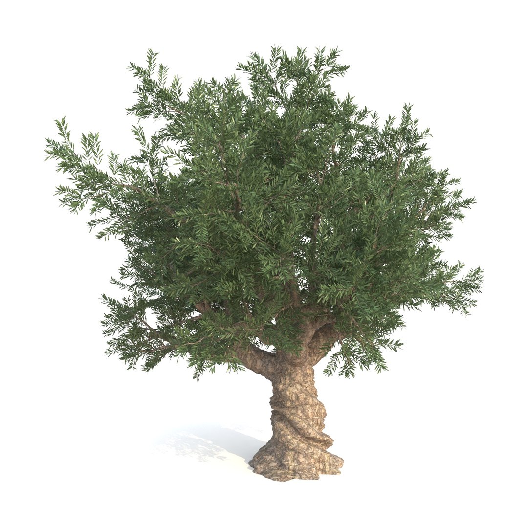 3D Olive Tree Model - TurboSquid 1363596