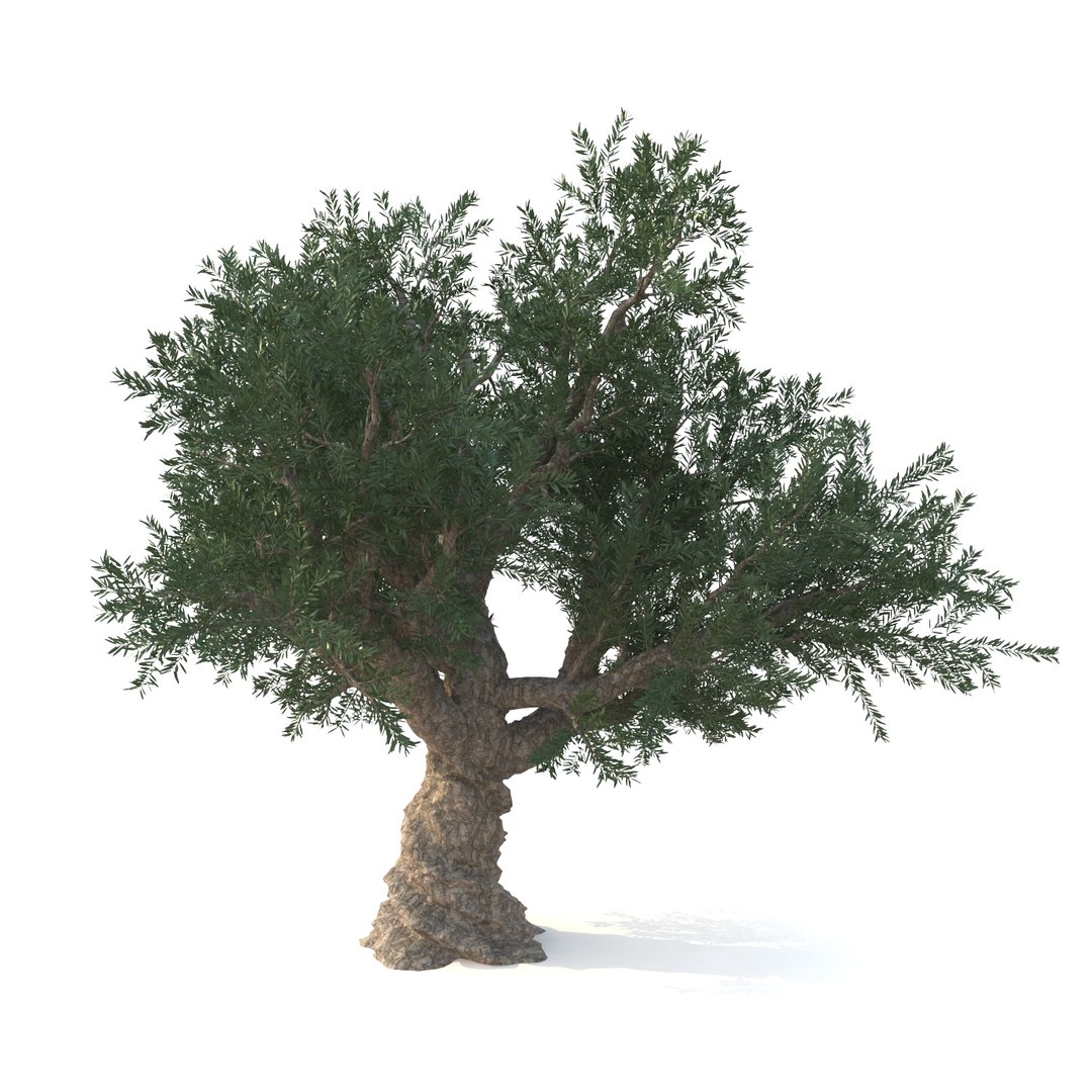 3D Olive Tree Model - TurboSquid 1363596