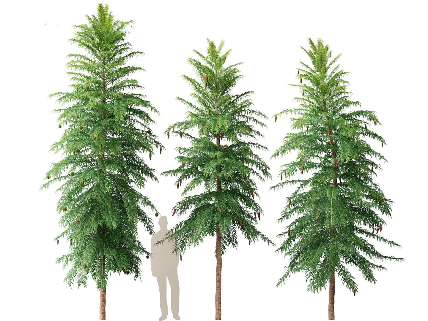 3D Model Wollemia Nobilis - Wollemi Pine - TurboSquid 2117659
