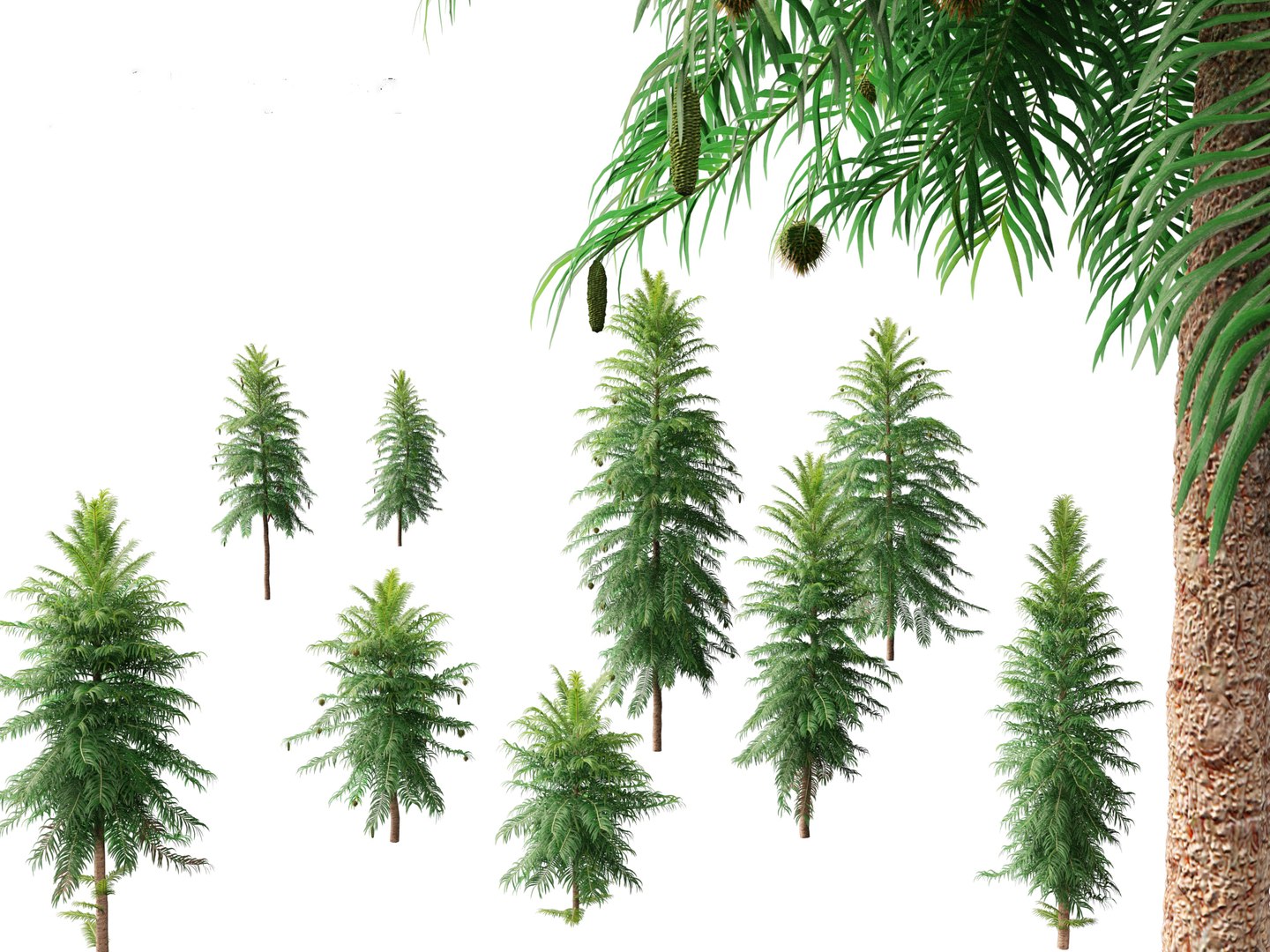3D Model Wollemia Nobilis - Wollemi Pine - TurboSquid 2117659