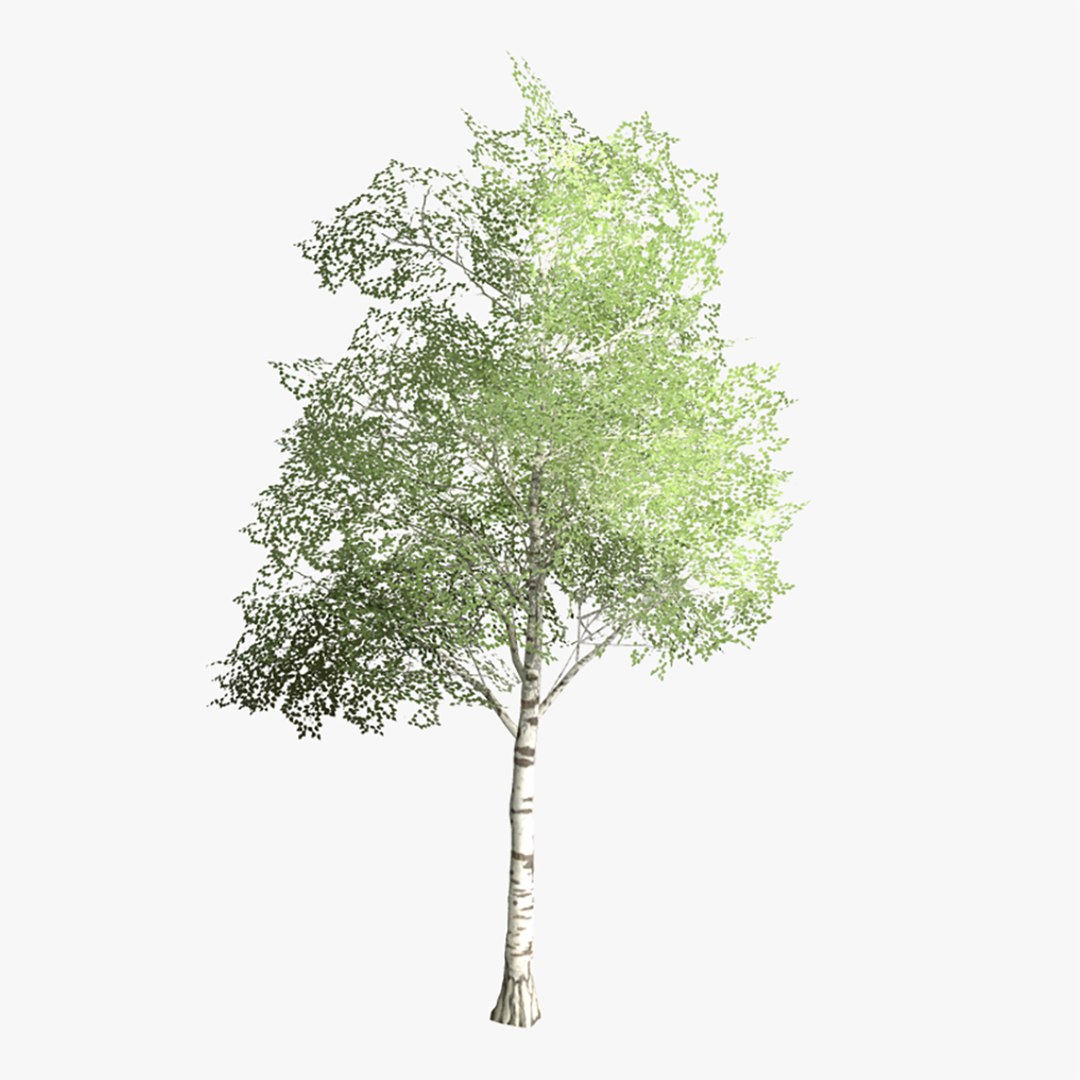 3D Realistic Birch Tree Set Model - TurboSquid 1609224