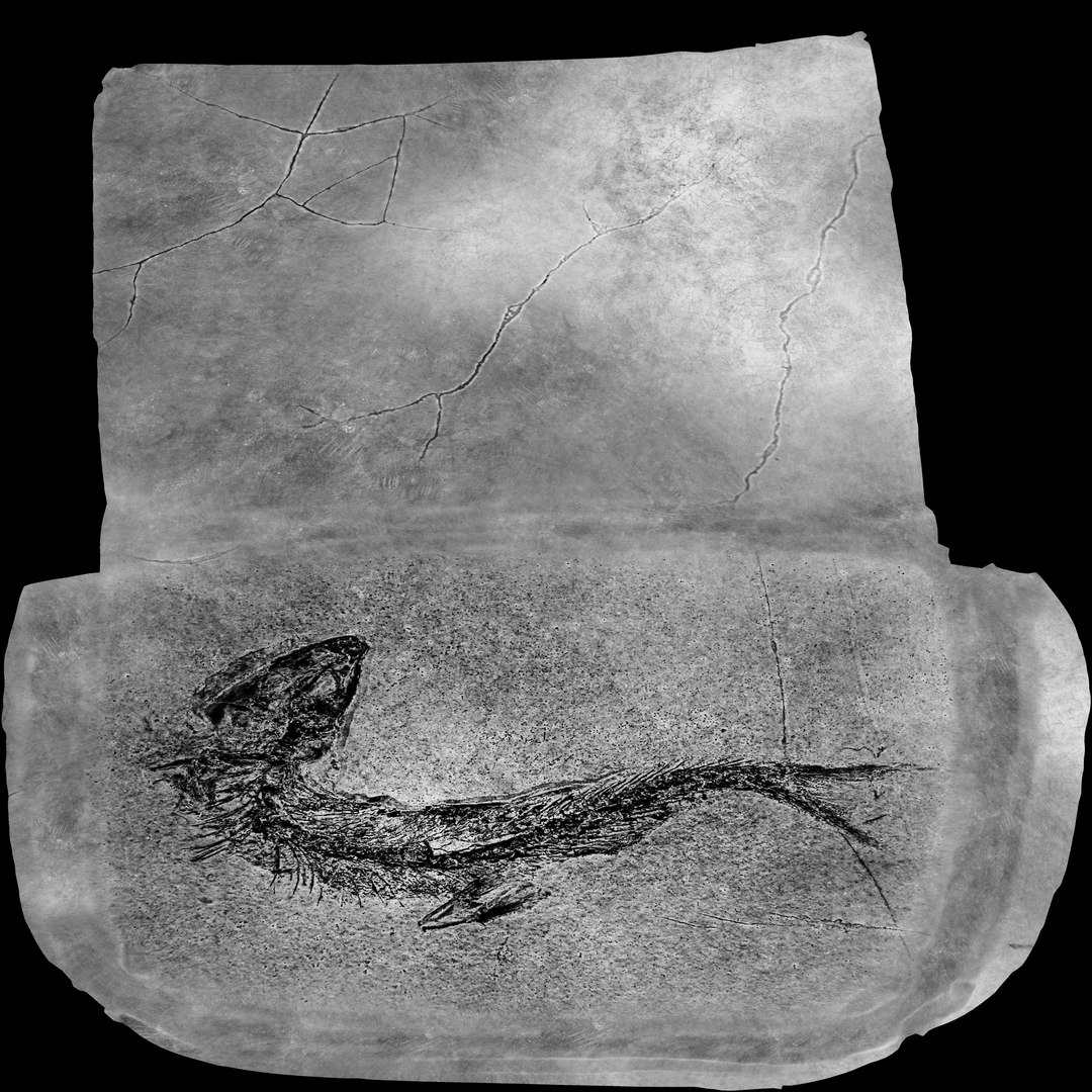 3D Fossil Stone Fish - TurboSquid 1180225