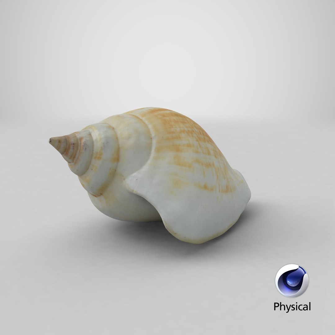 3D sea shell seashell - TurboSquid 1701410