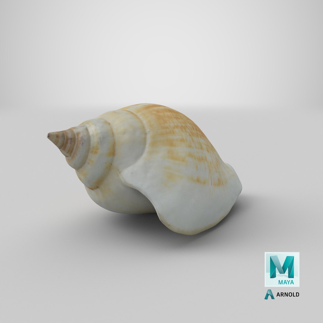 3D Sea Shell Seashell - TurboSquid 1701410