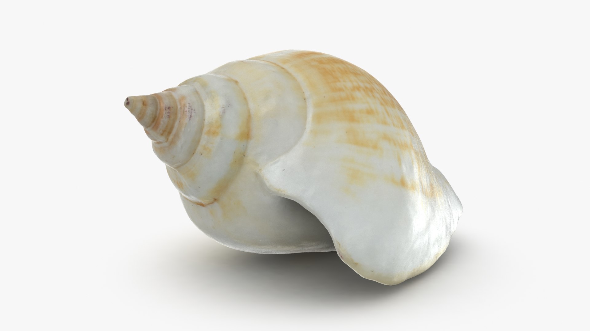 3D Sea Shell Seashell - TurboSquid 1701410