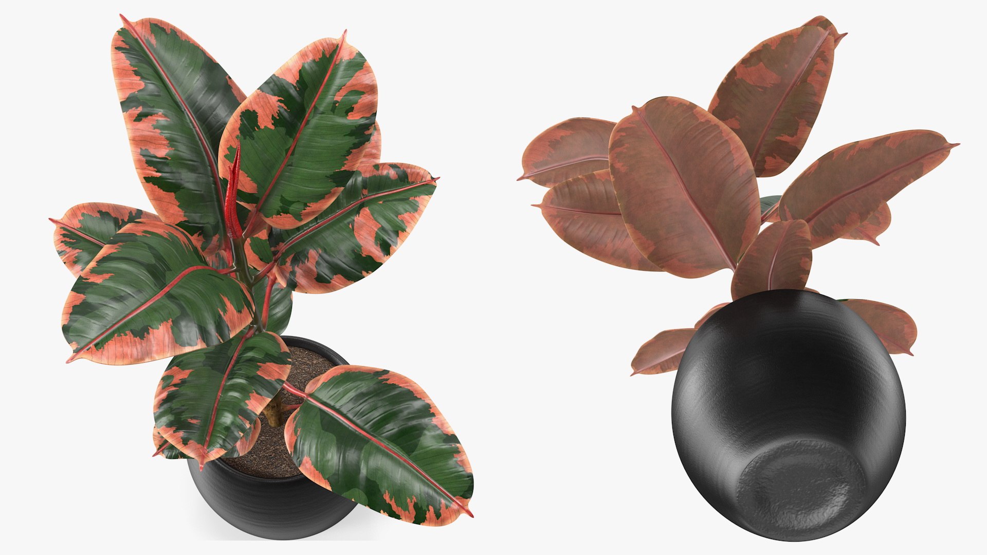 Ficus elastica ruby pot 3D model - TurboSquid 1666114