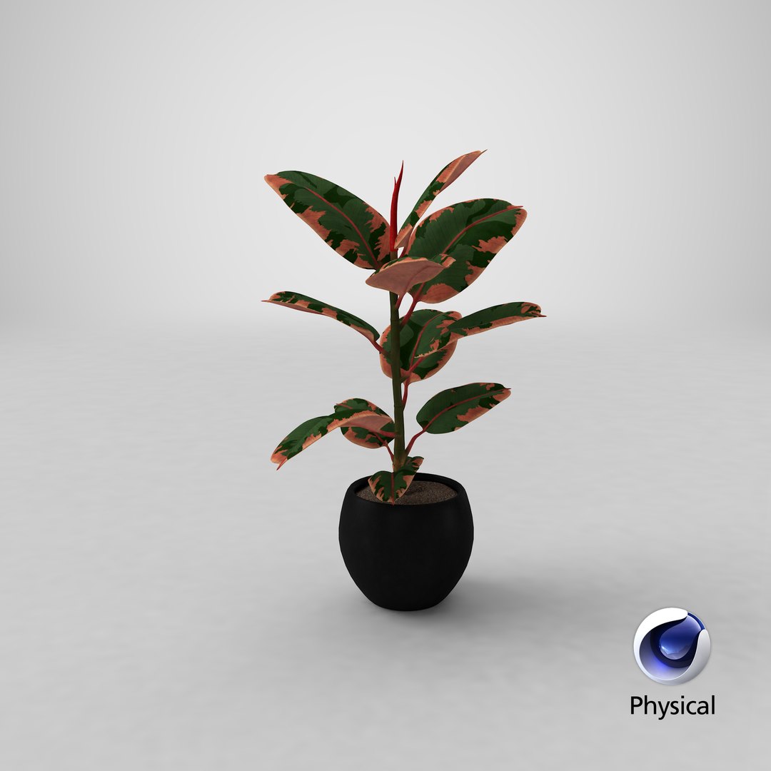 Ficus elastica ruby pot 3D model - TurboSquid 1666114