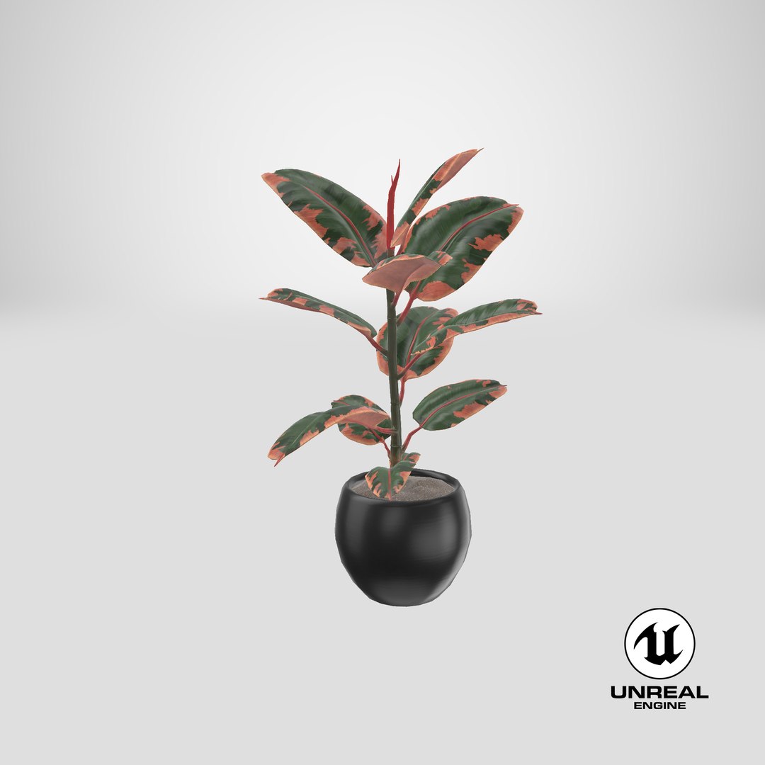 Ficus elastica ruby pot 3D model - TurboSquid 1666114