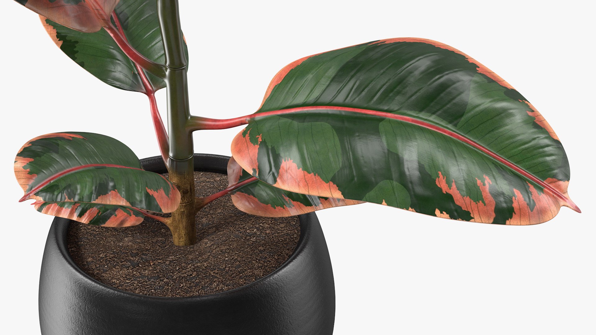 Ficus elastica ruby pot 3D model - TurboSquid 1666114