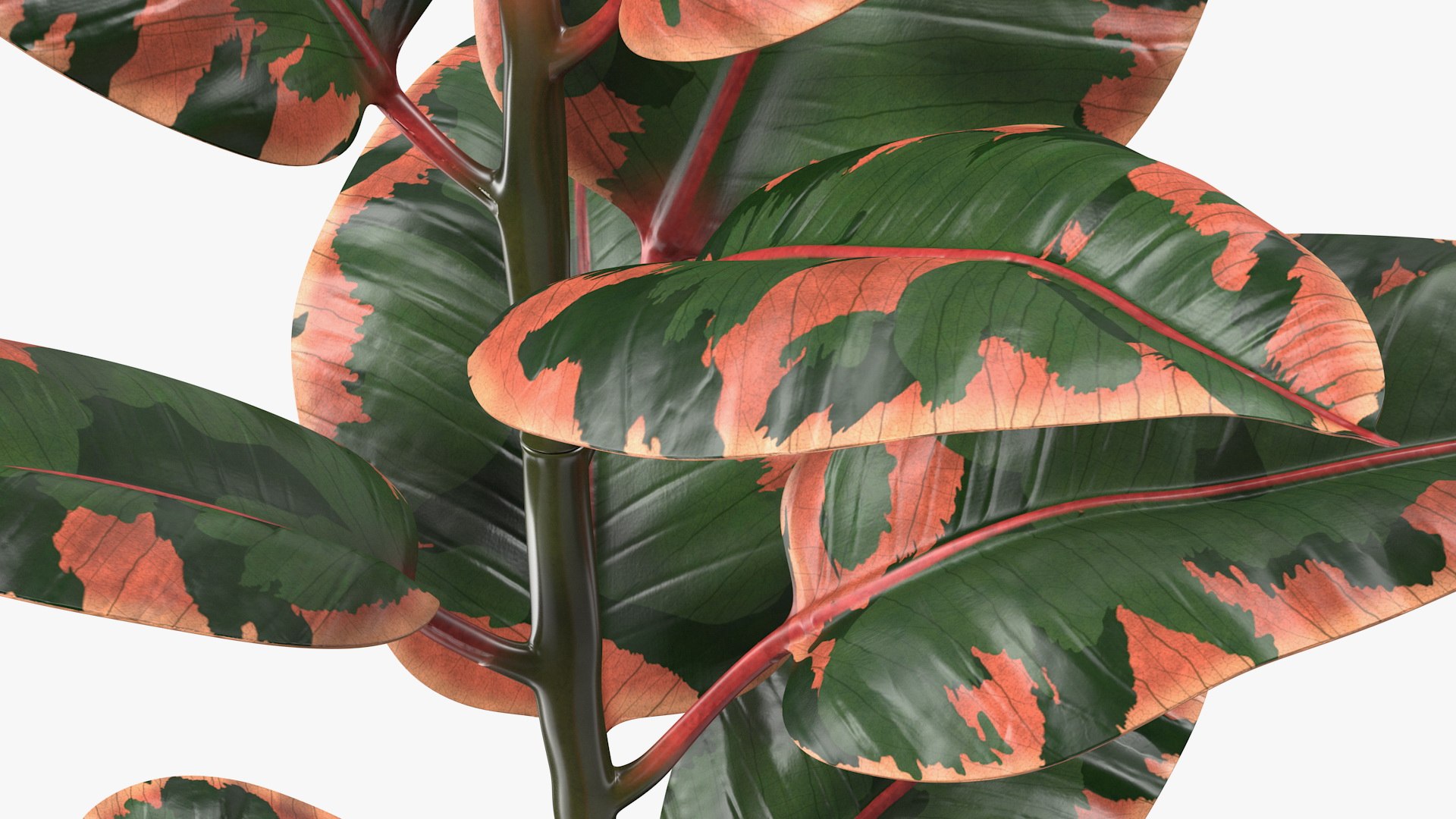Ficus elastica ruby pot 3D model - TurboSquid 1666114