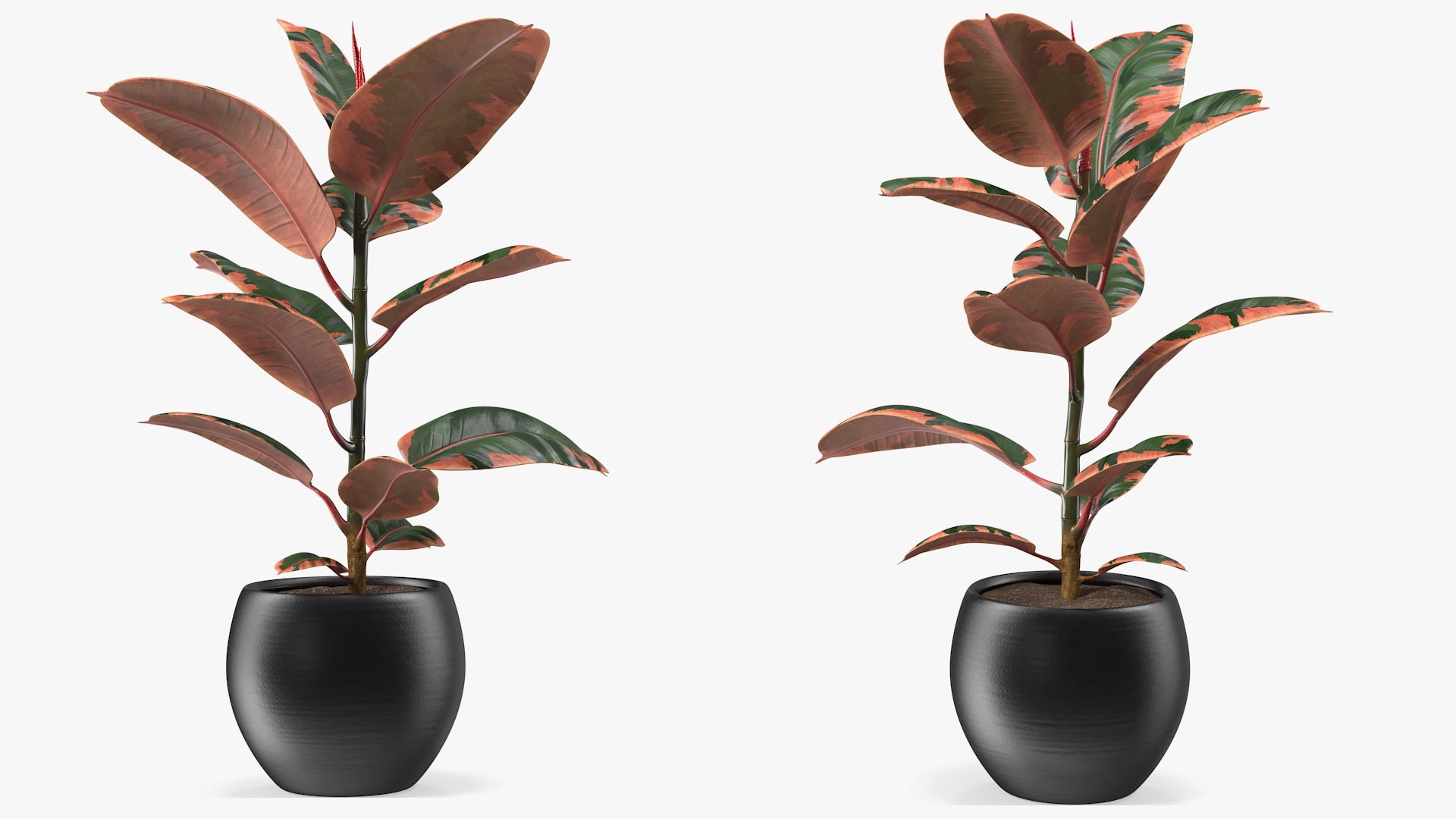 Ficus elastica ruby pot 3D model - TurboSquid 1666114