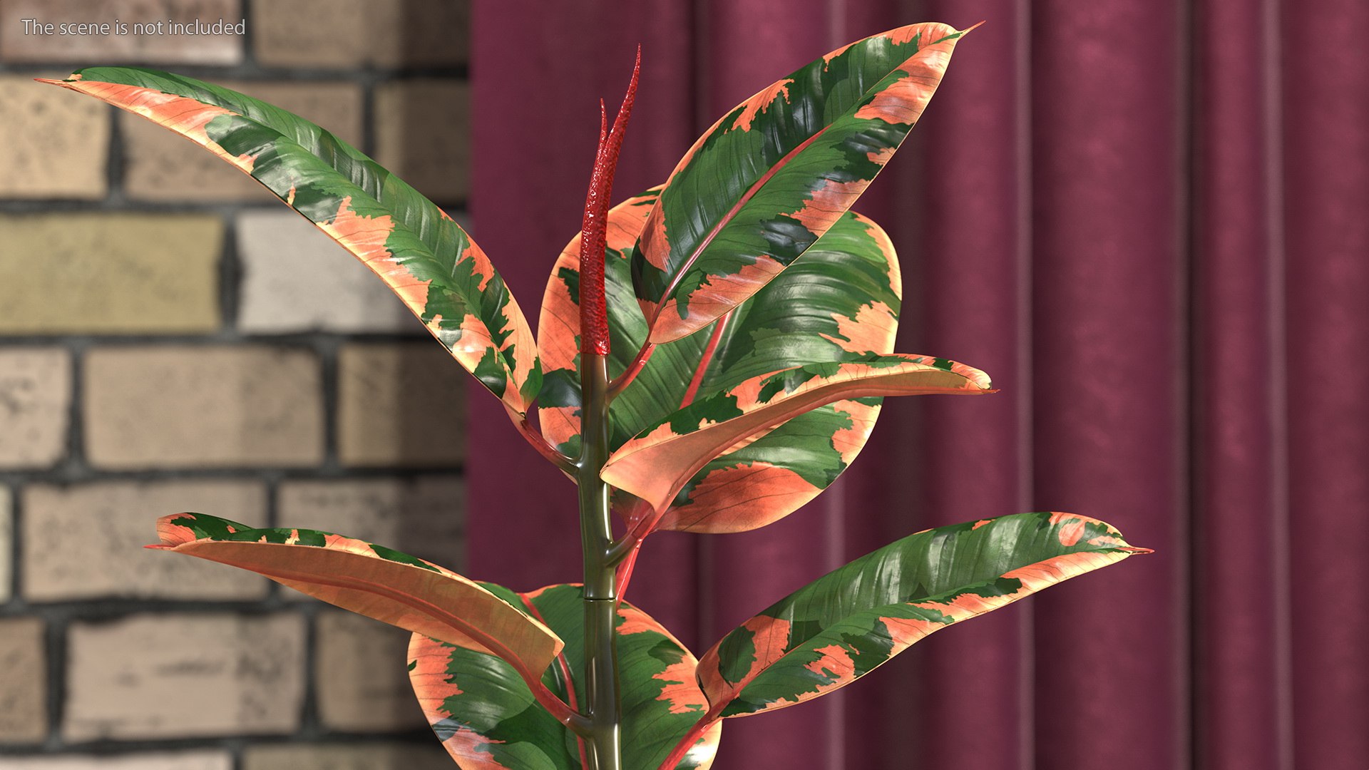 Ficus elastica ruby pot 3D model - TurboSquid 1666114