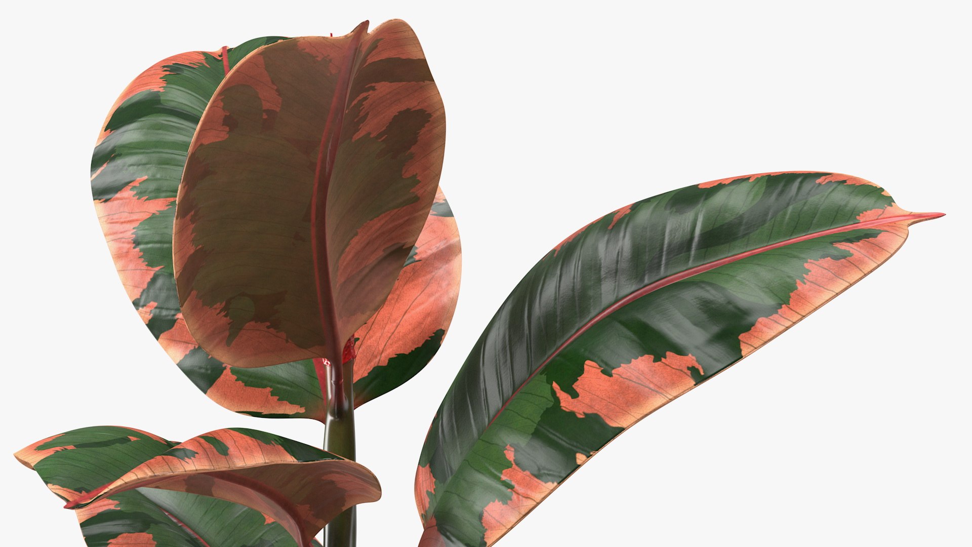 Ficus elastica ruby pot 3D model - TurboSquid 1666114