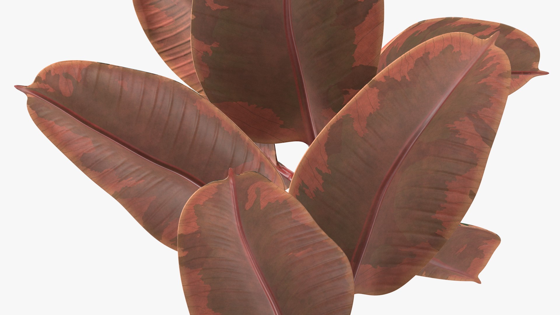 Ficus elastica ruby pot 3D model - TurboSquid 1666114