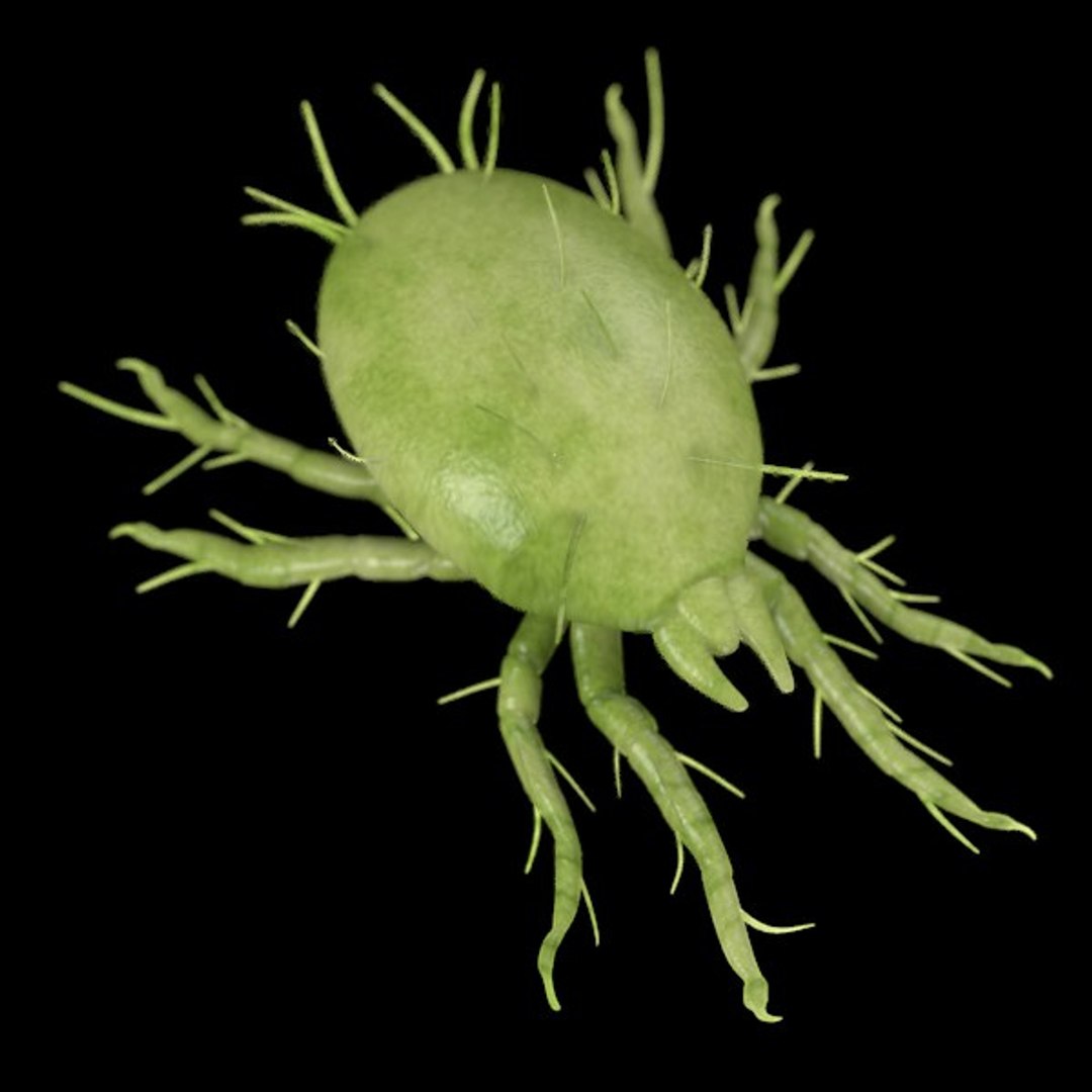 Tetranychus Telarius 3ds