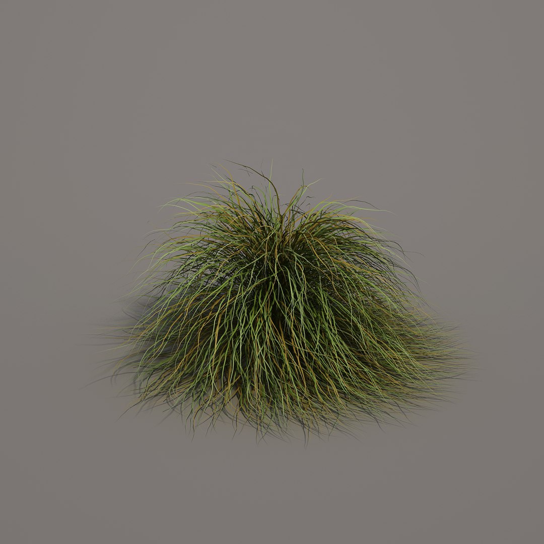 max sedge grass
