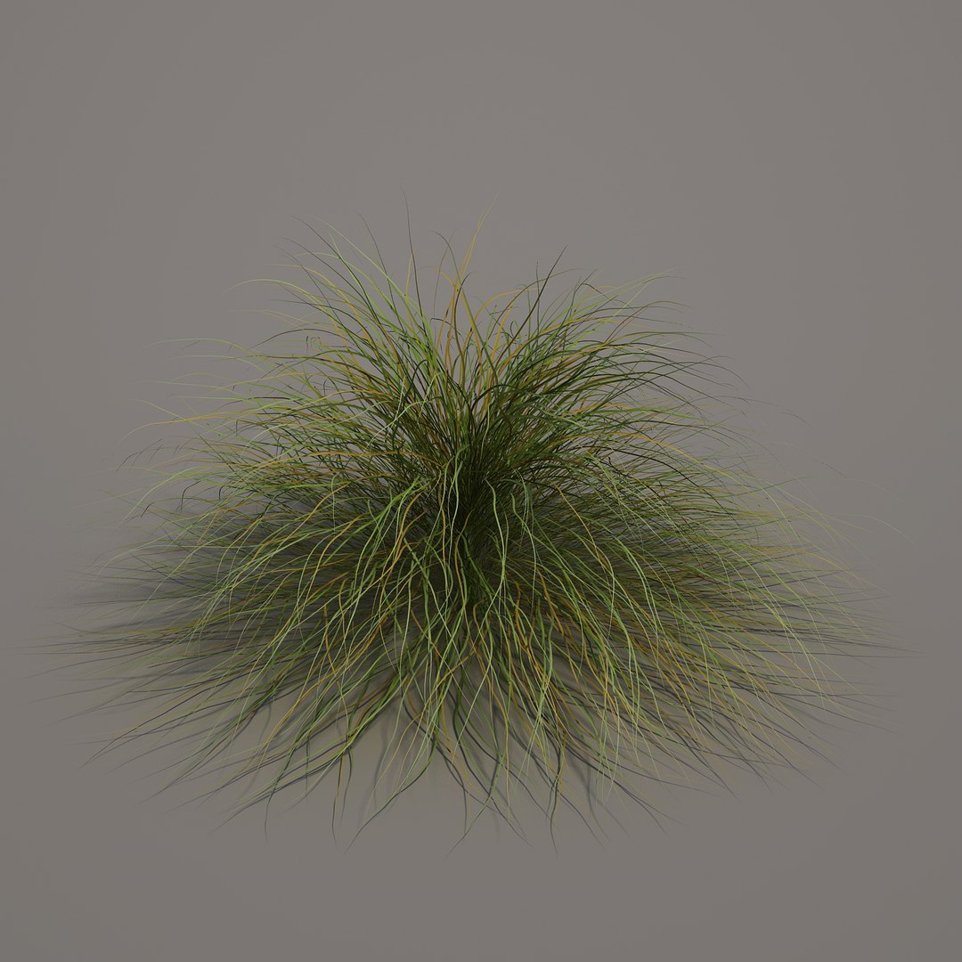 max sedge grass