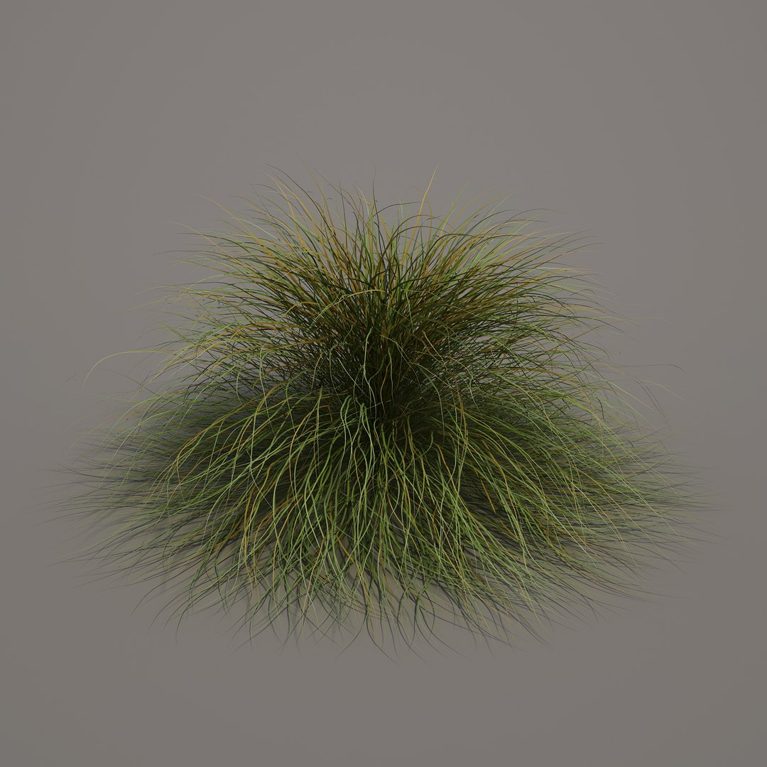 max sedge grass