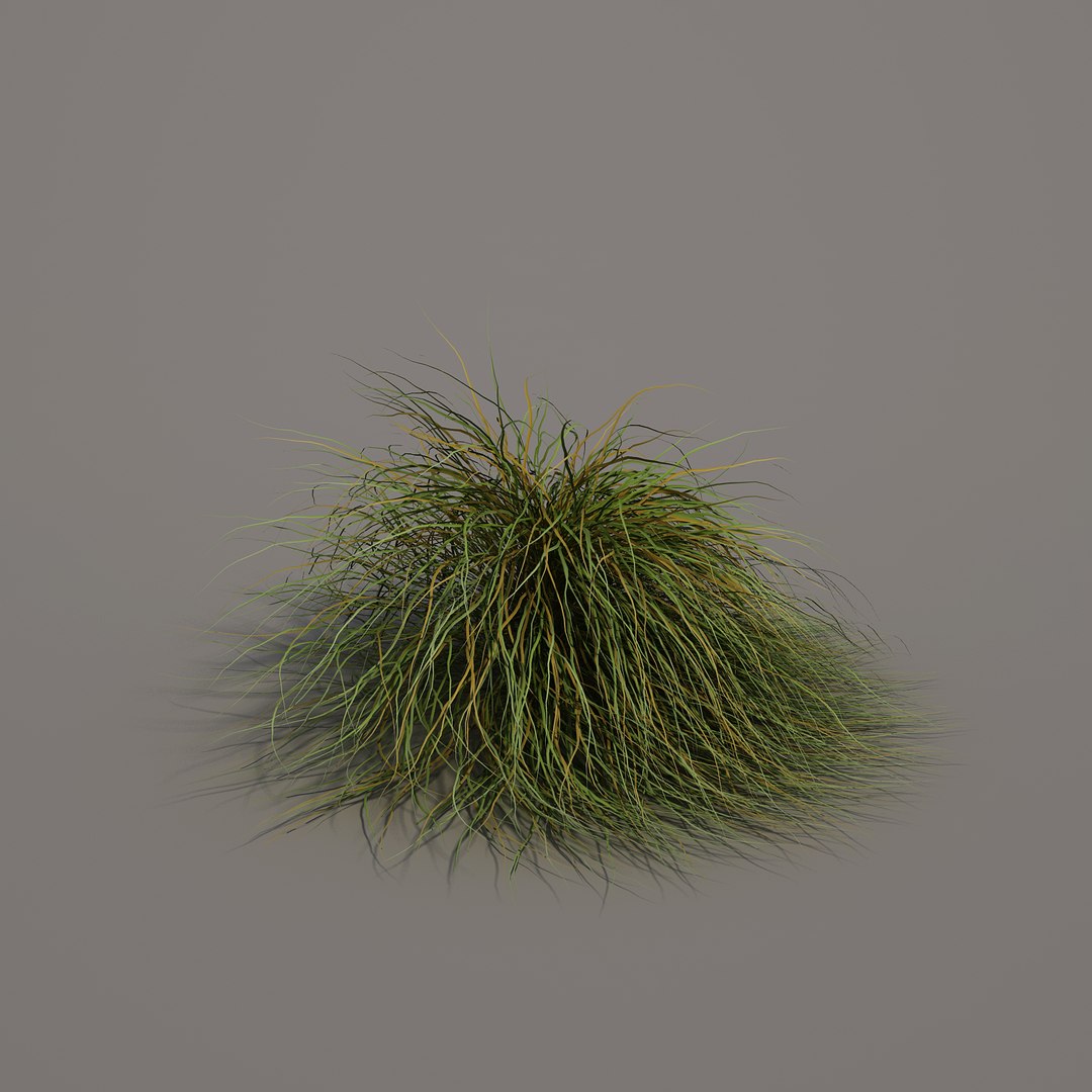 max sedge grass