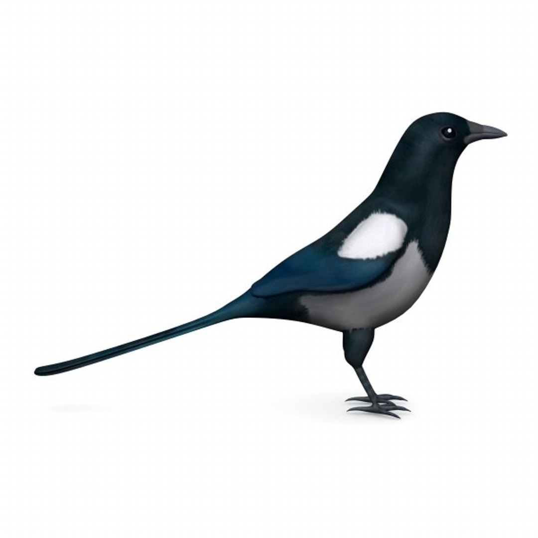 3d Model Magpie Set