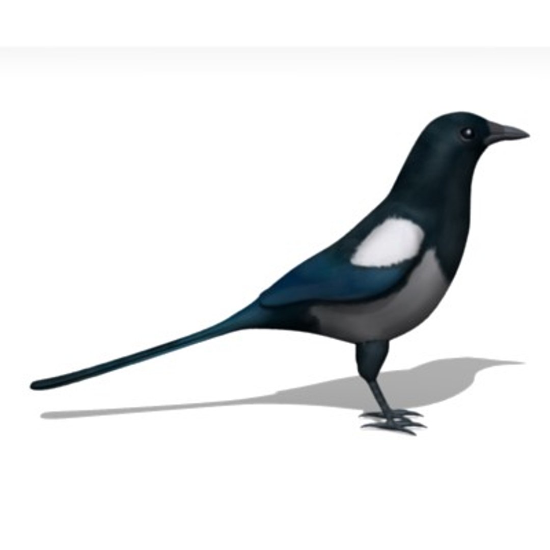 3d Model Magpie Set