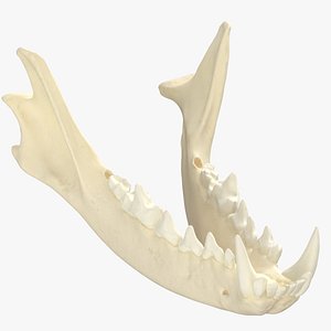 3D Jaw Models - Browse & Download Formats - TurboSquid