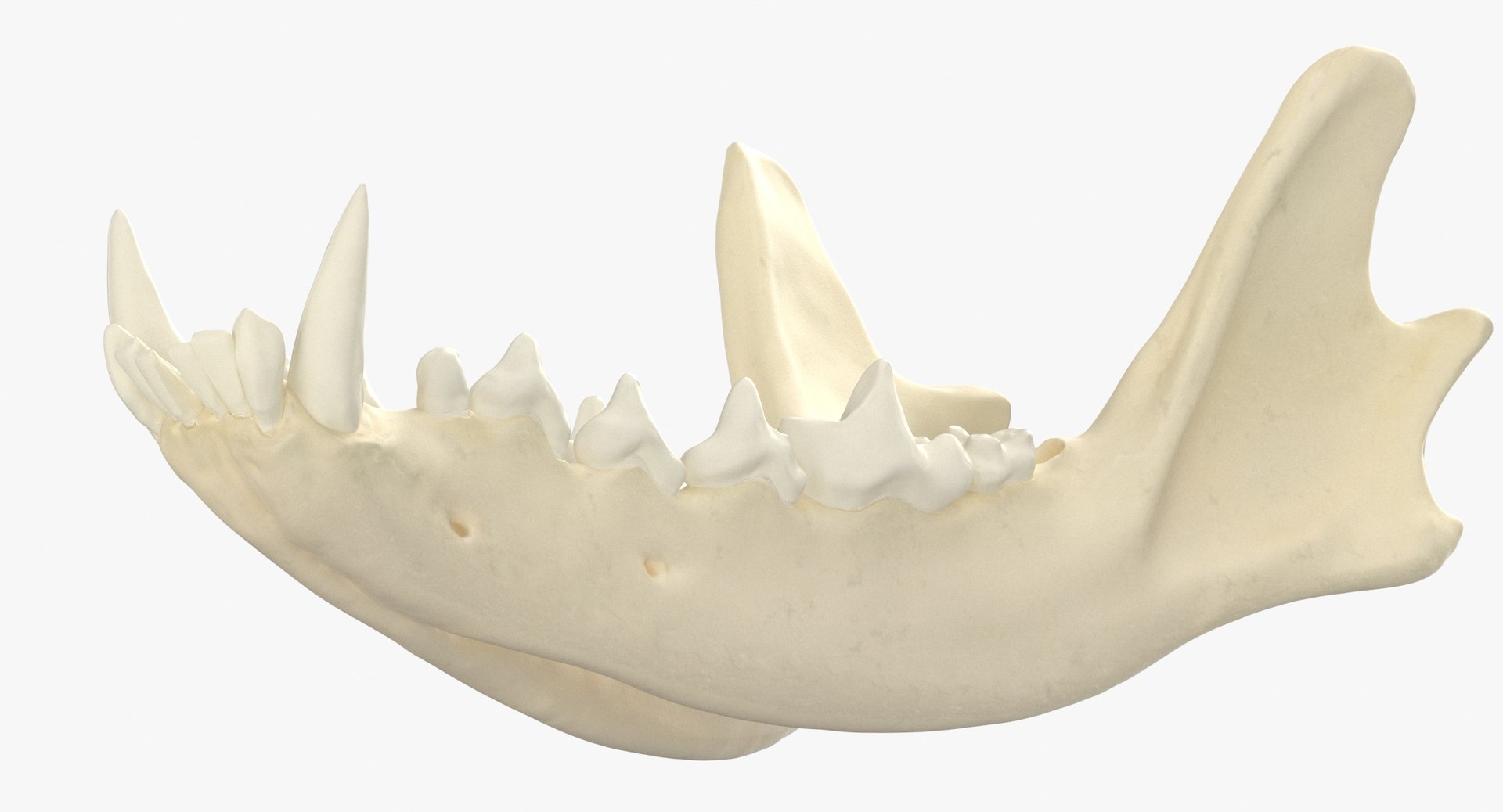 3D Red Fox Jaw 01 - TurboSquid 1546088