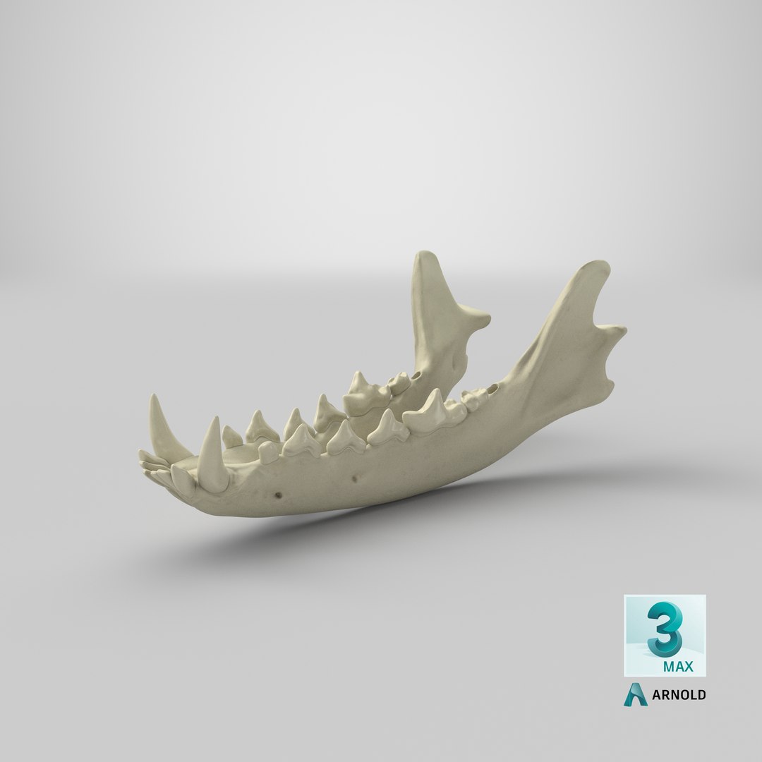 3D Red Fox Jaw 01 - TurboSquid 1546088