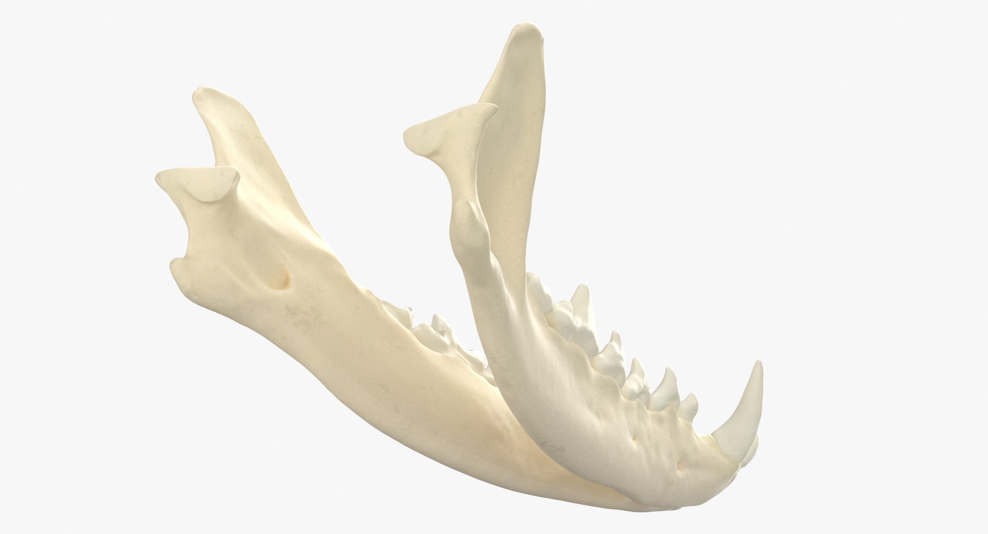 3D Red Fox Jaw 01 - TurboSquid 1546088