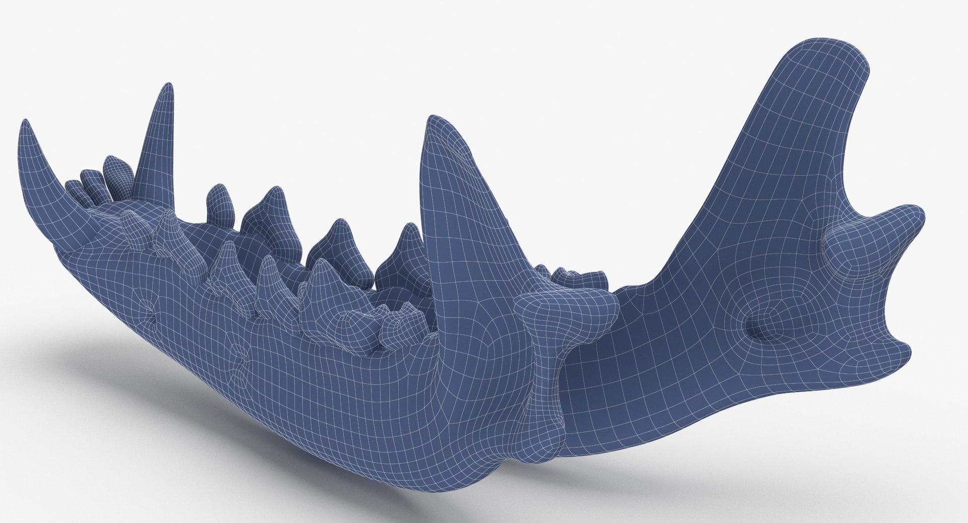 3D Red Fox Jaw 01 - TurboSquid 1546088