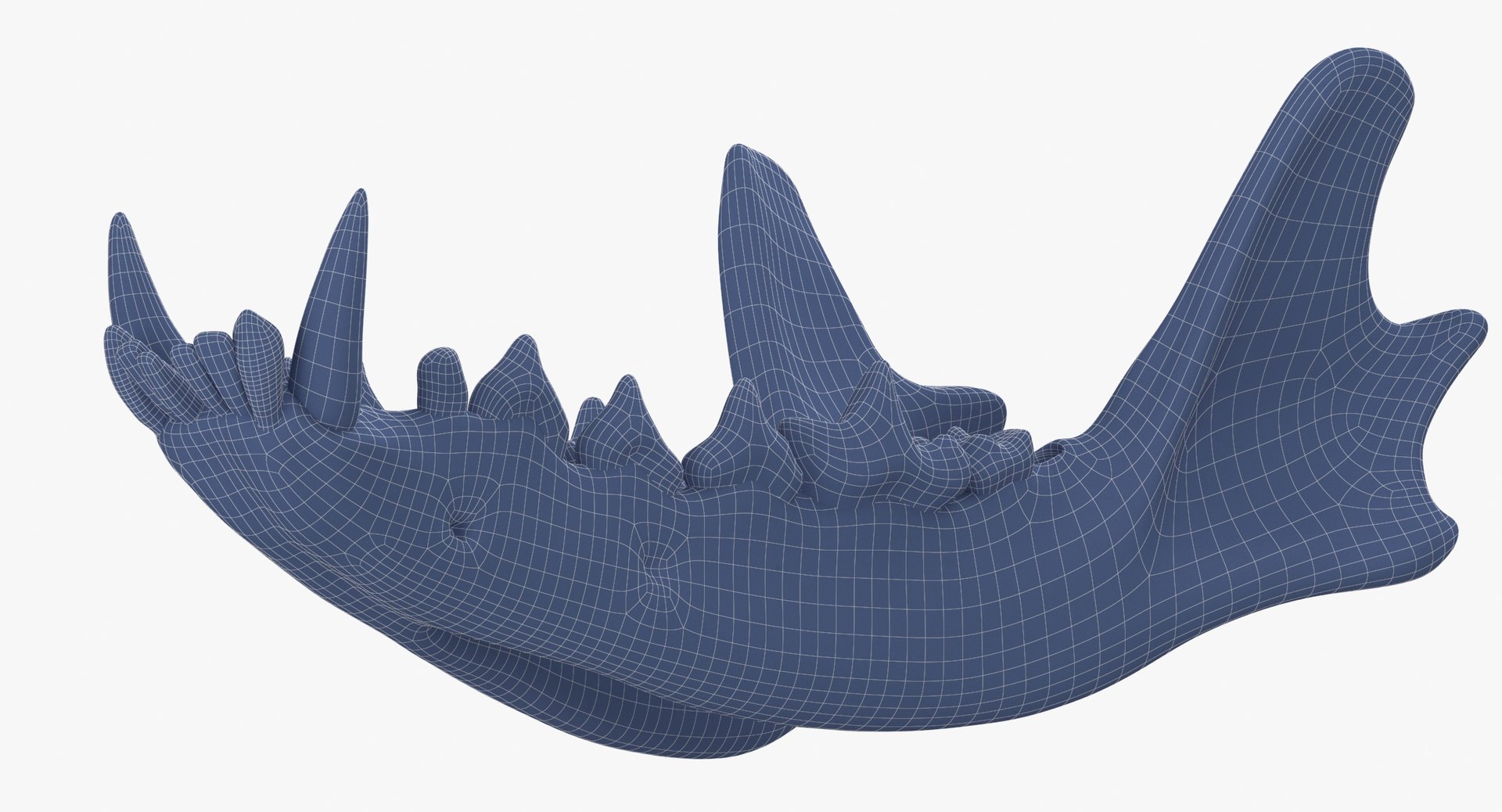 3D Red Fox Jaw 01 - TurboSquid 1546088