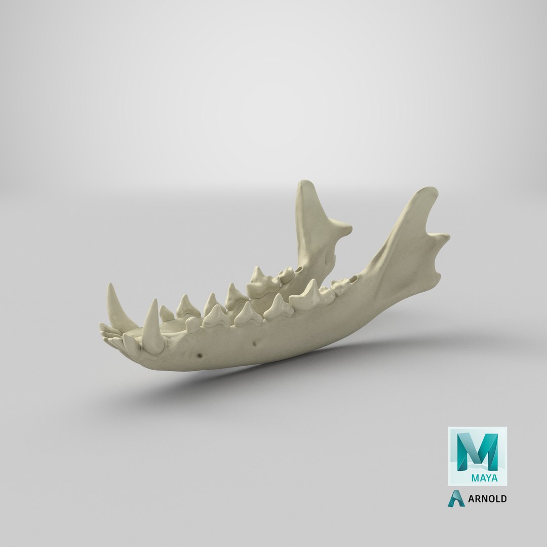 3D Red Fox Jaw 01 - TurboSquid 1546088