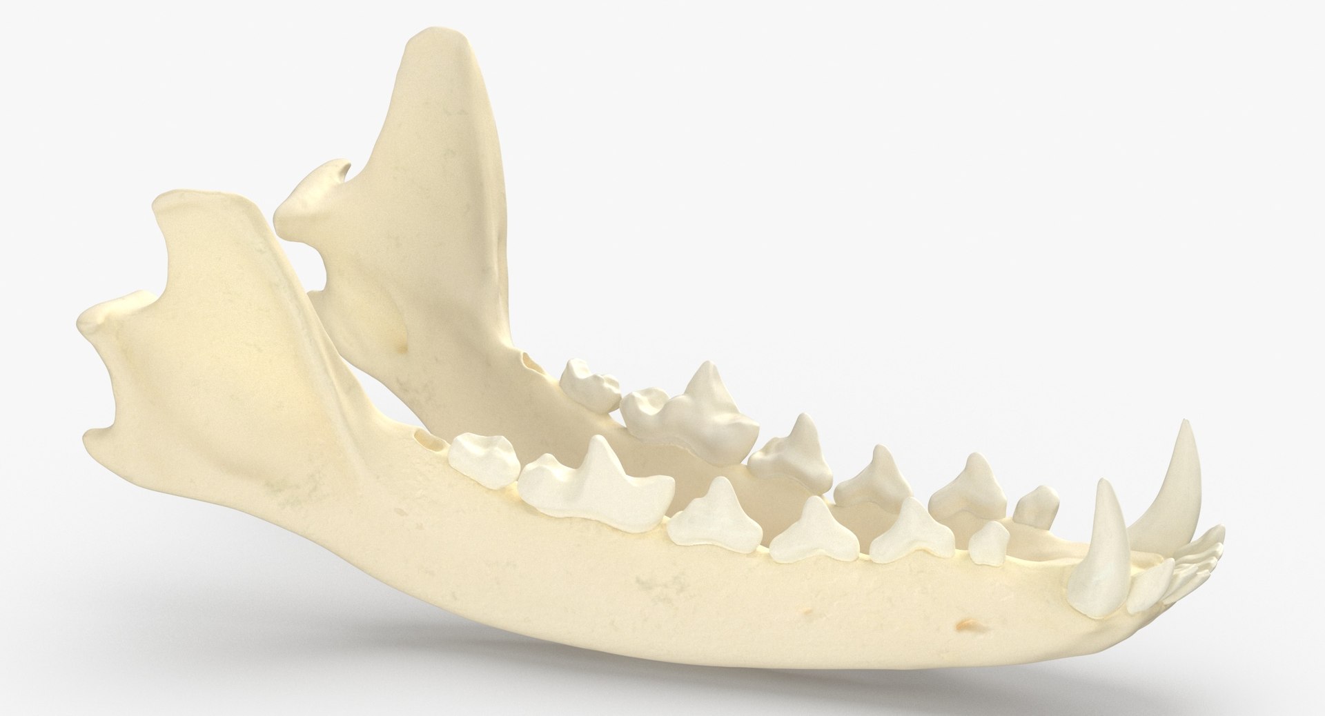 3D Red Fox Jaw 01 - TurboSquid 1546088