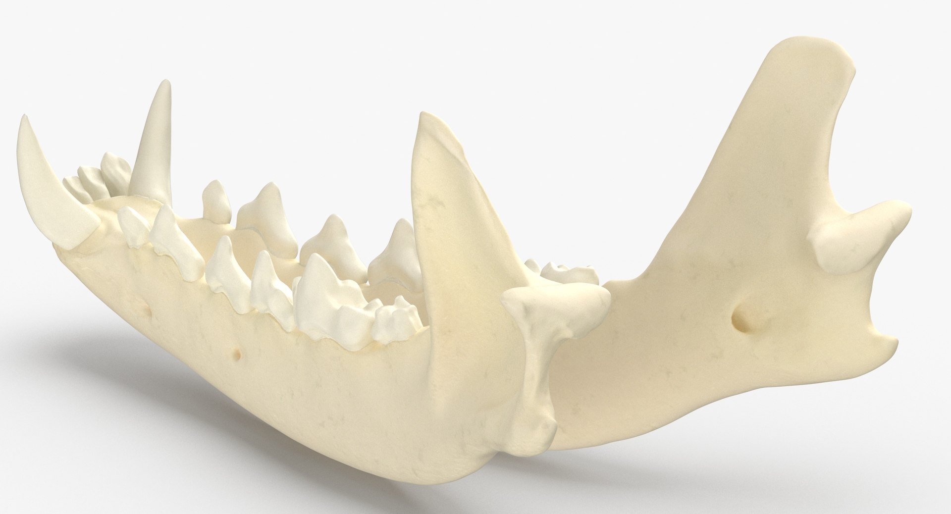 3D Red Fox Jaw 01 - TurboSquid 1546088