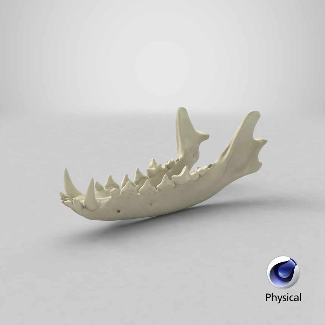 3D Red Fox Jaw 01 - TurboSquid 1546088