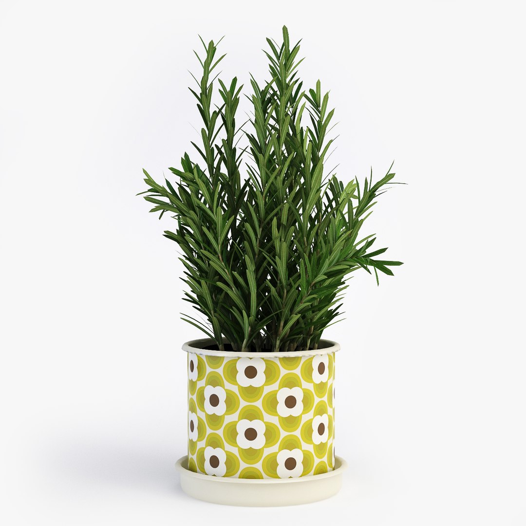 Orla Kiely Pot Plant 3d Obj