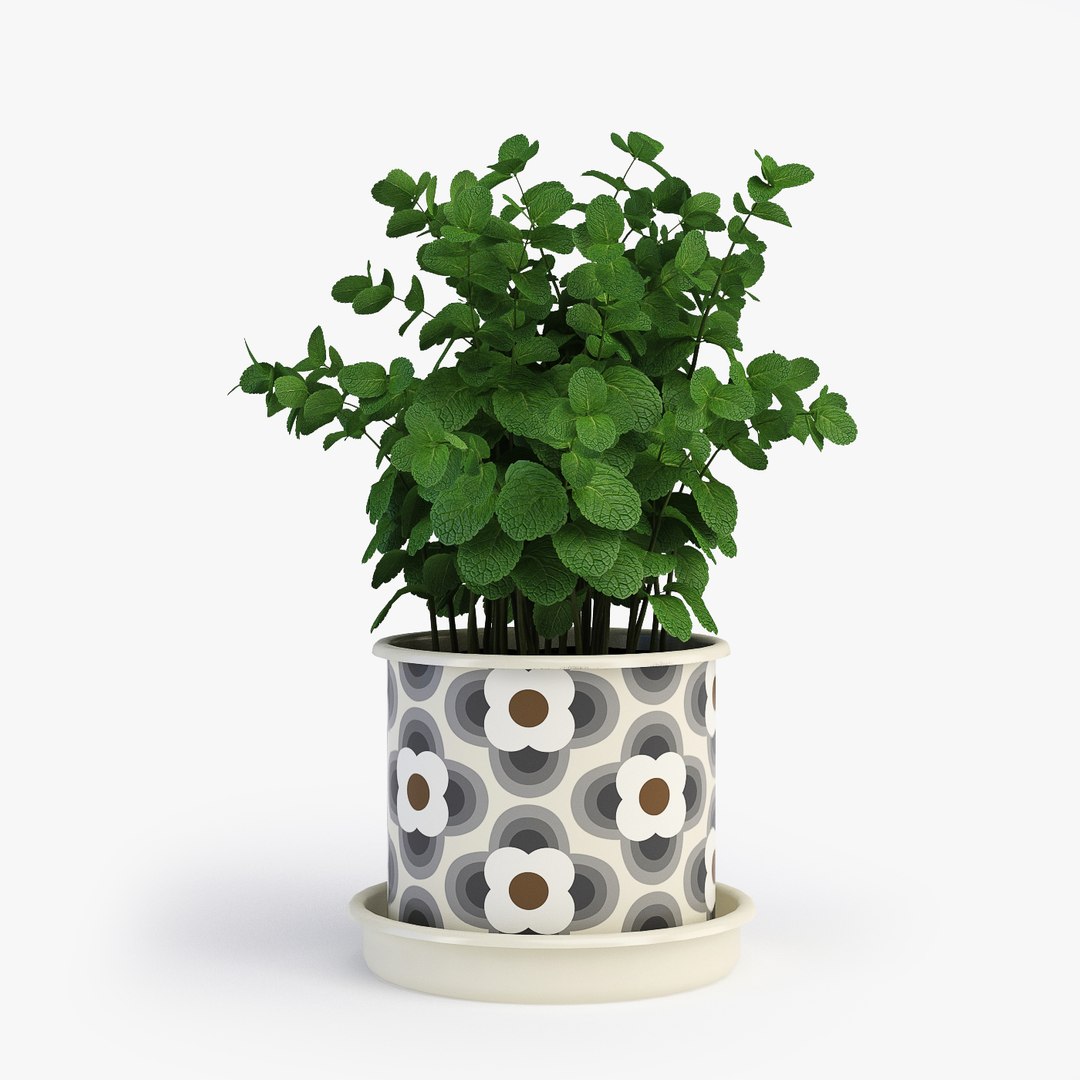 Orla Kiely Pot Plant 3d Obj