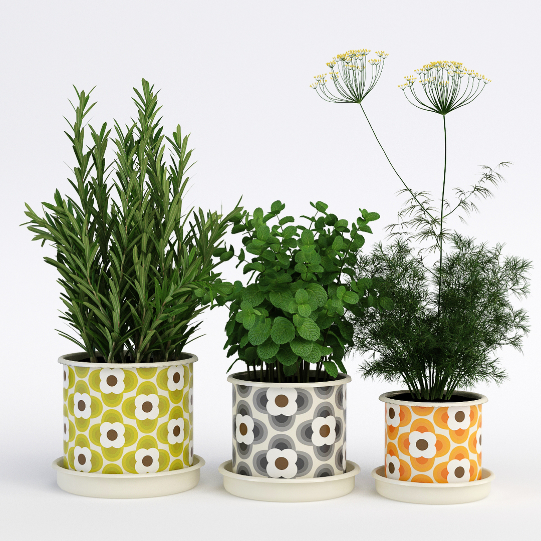 Orla Kiely Pot Plant 3d Obj