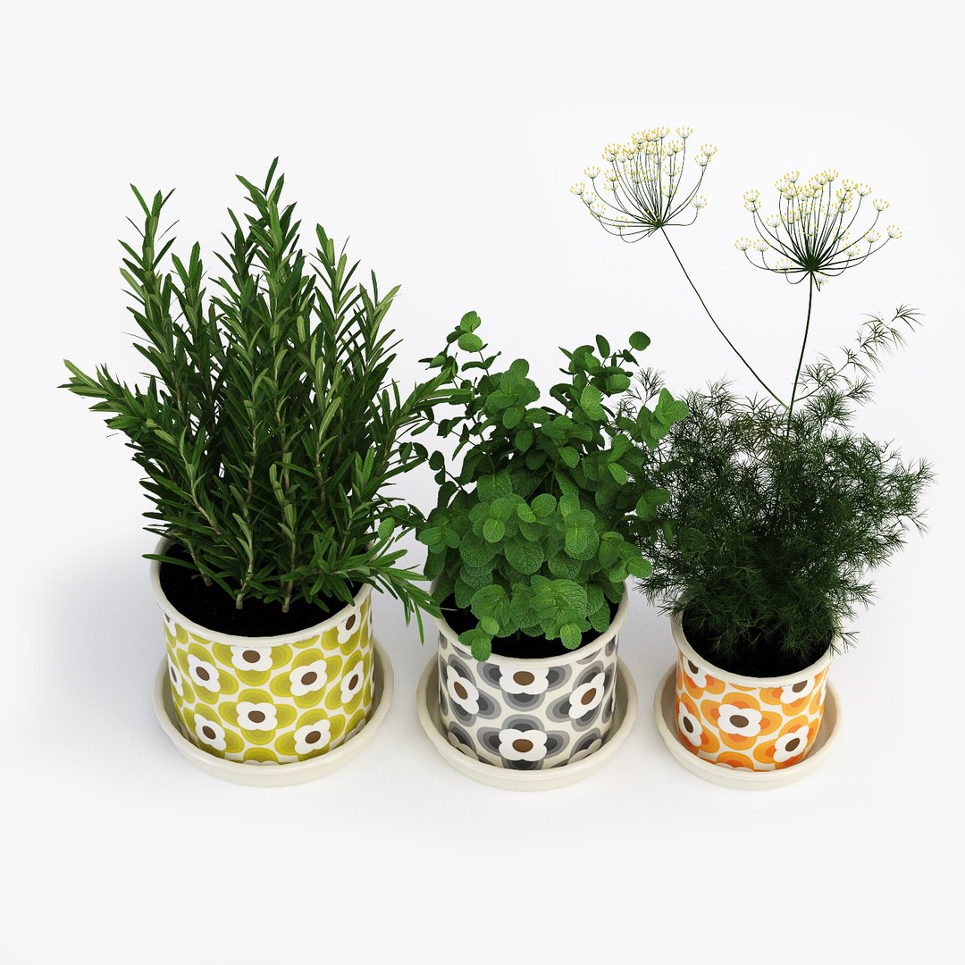 Orla Kiely Pot Plant 3d Obj